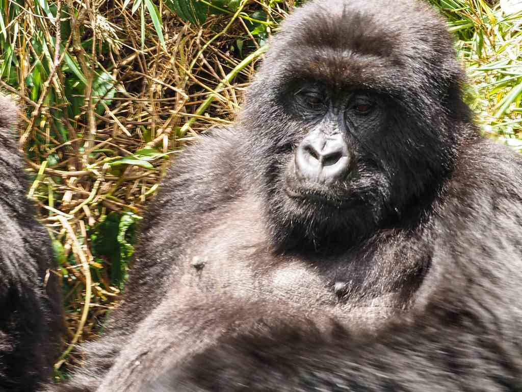 5 Day Gorillas of Rwanda | Bunnik Tours