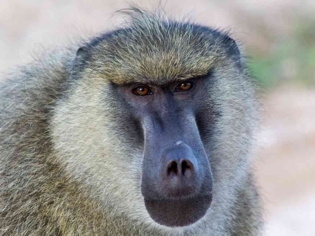 Kenya & Tanzania | Bunnik Tours