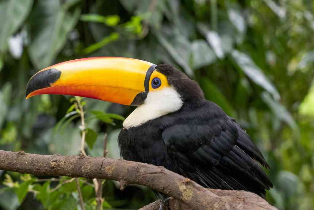 South American Explorer | Bunnik Tours