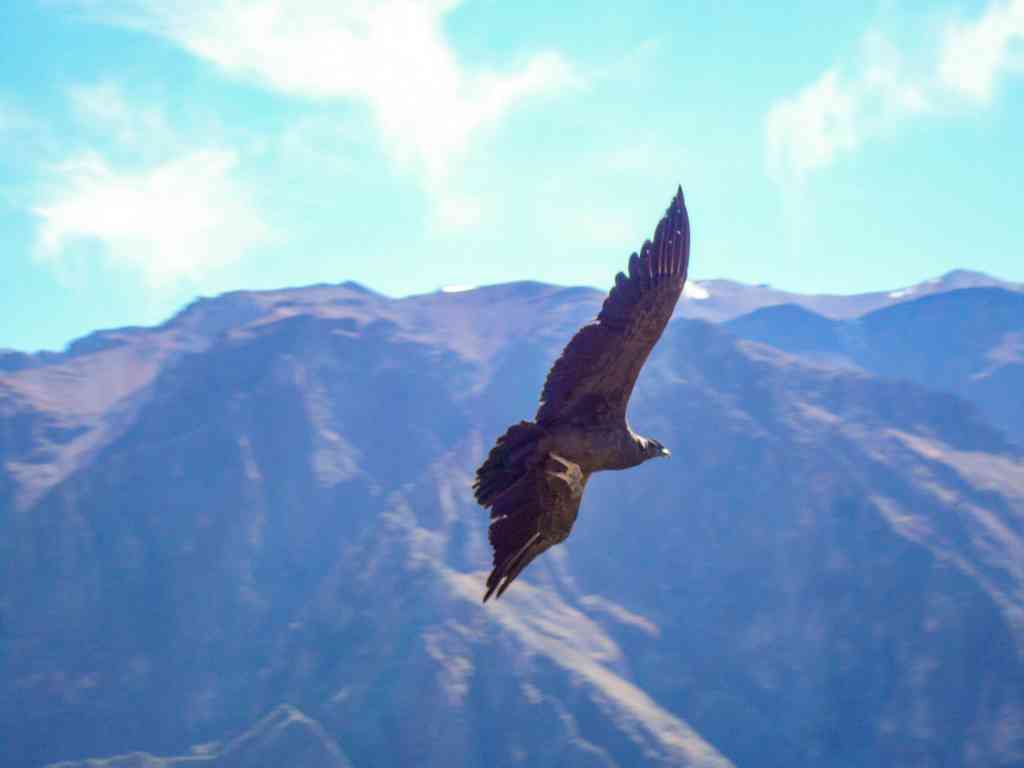 South American Explorer | Bunnik Tours