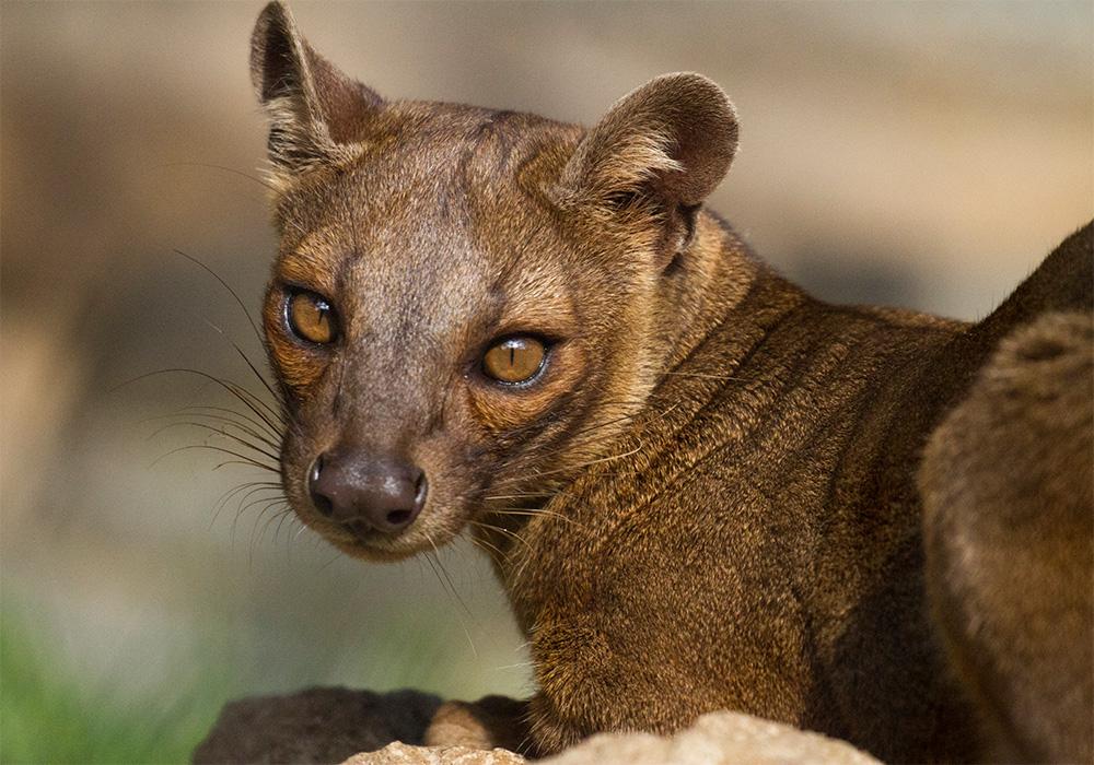 10 Interesting Facts About Madagascar | Bunnik Tours