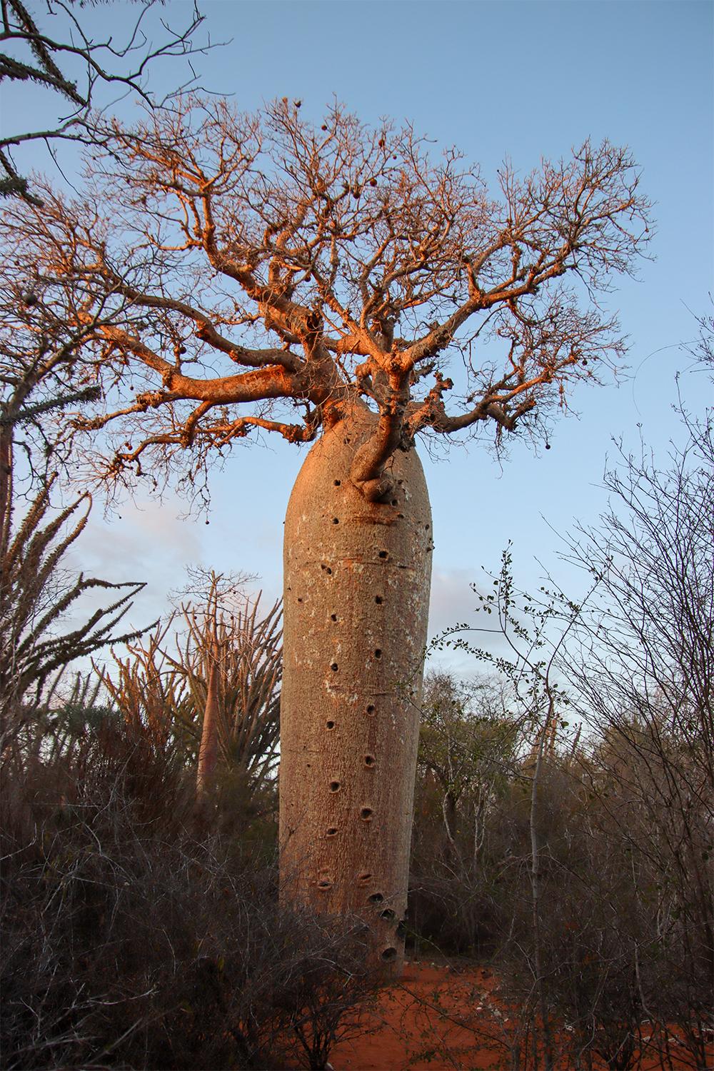 10 Interesting Facts About Madagascar | Bunnik Tours