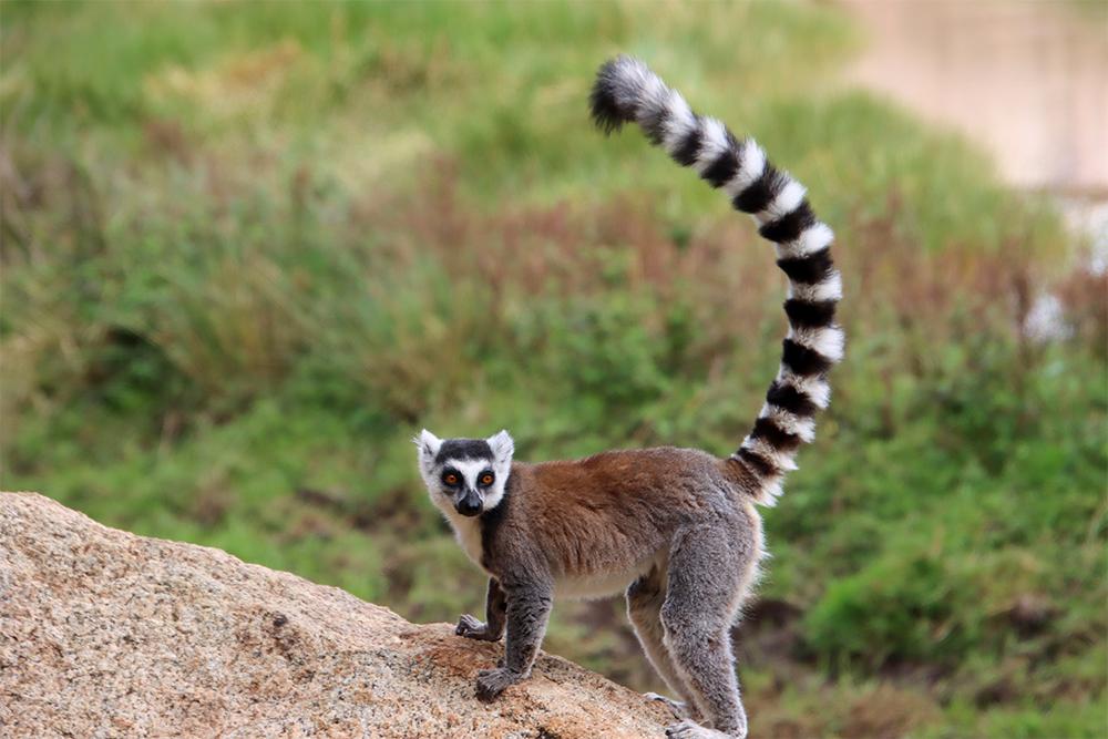 10 Interesting Facts About Madagascar | Bunnik Tours