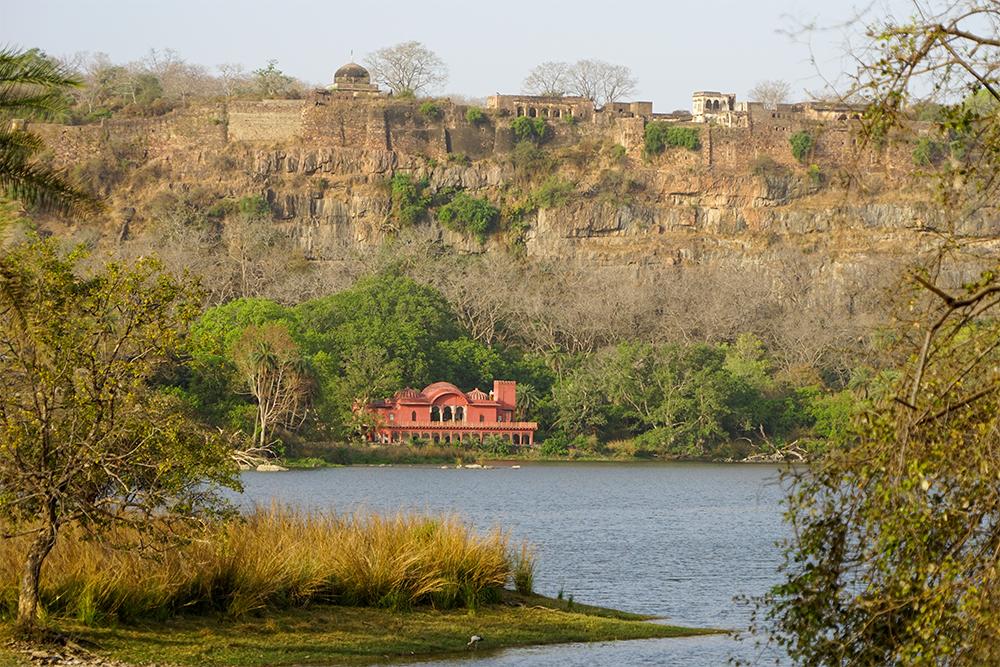 Everything You Need To Know About Ranthambore National Park | Bunnik Tours