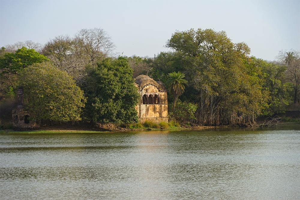 Everything You Need To Know About Ranthambore National Park | Bunnik Tours