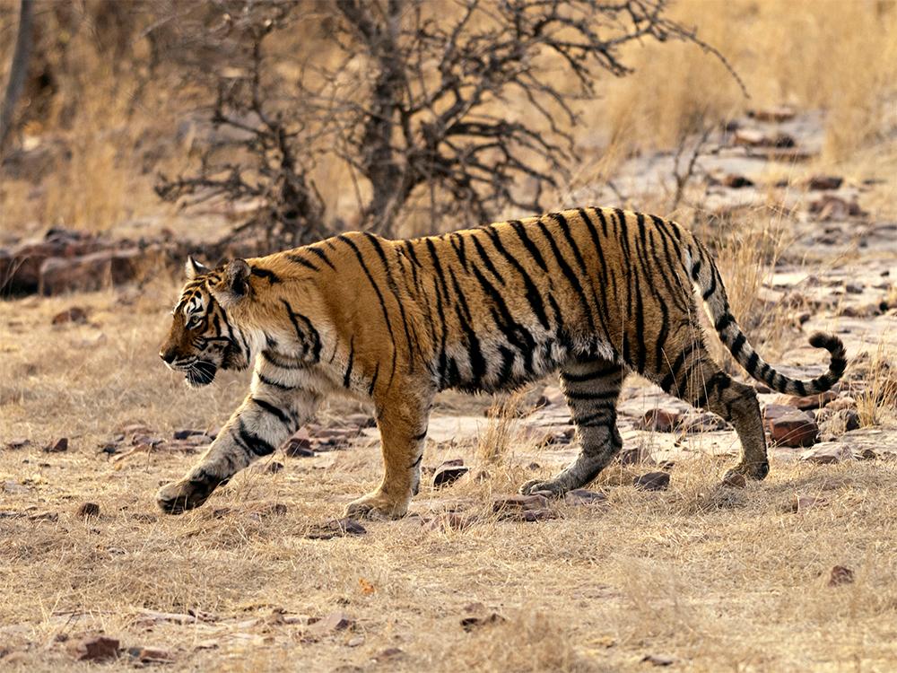 Everything You Need To Know About Ranthambore National Park | Bunnik Tours