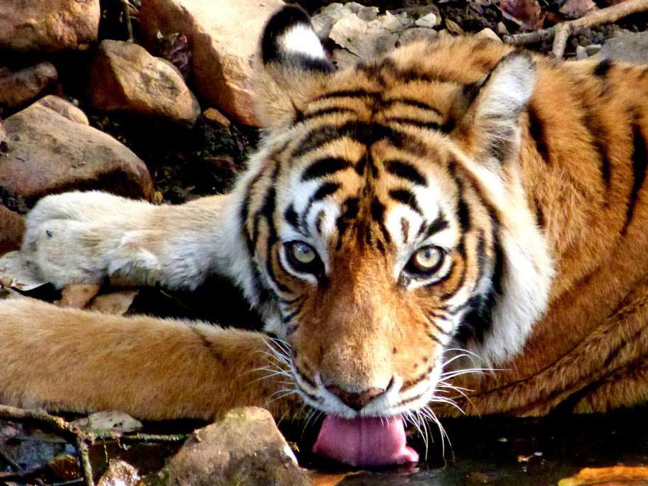 Everything You Need To Know About Ranthambore National Park | Bunnik Tours