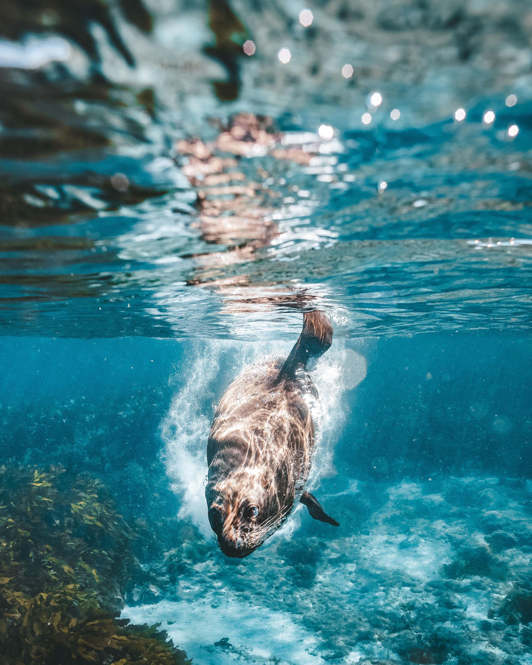 The Beauty of Rottnest Island | Bunnik Tours