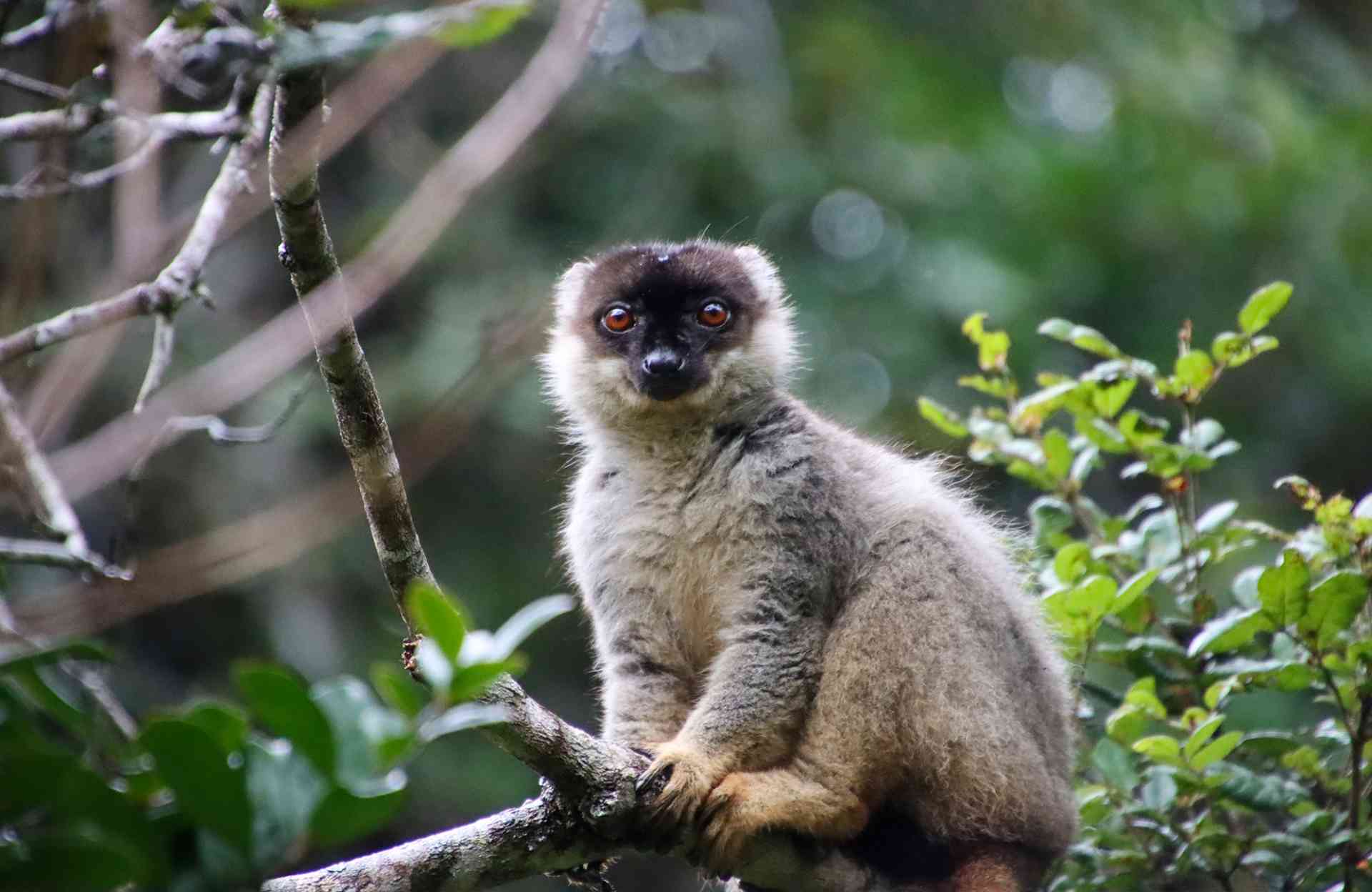10 Interesting Facts About Madagascar | Bunnik Tours