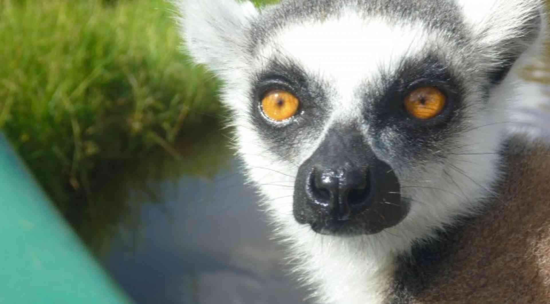 Madagascar, Africa | Weird & wonderful Madagascar | Bunnik Tours