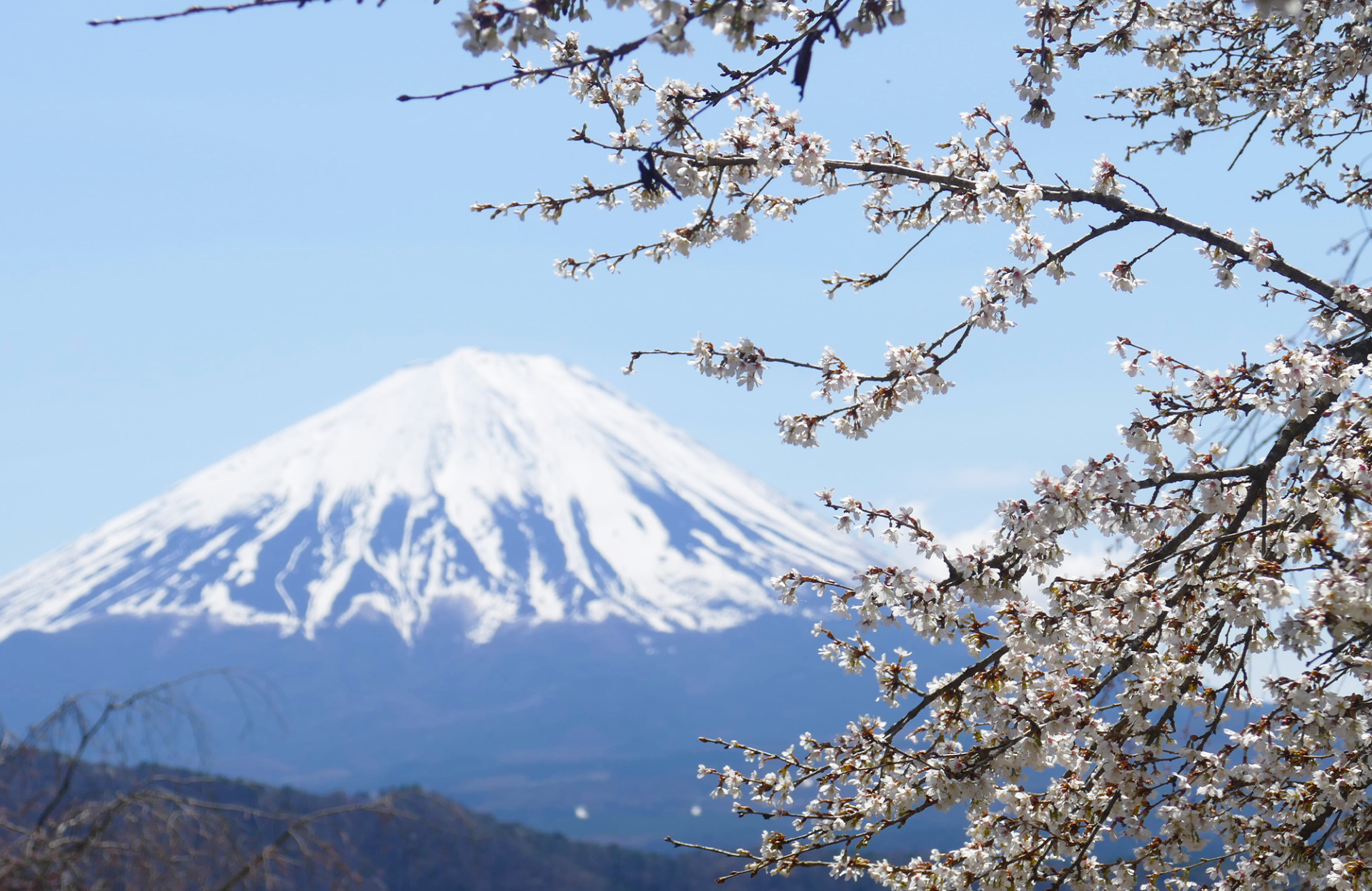 Japan Discovery 2026 | Bunnik Tours