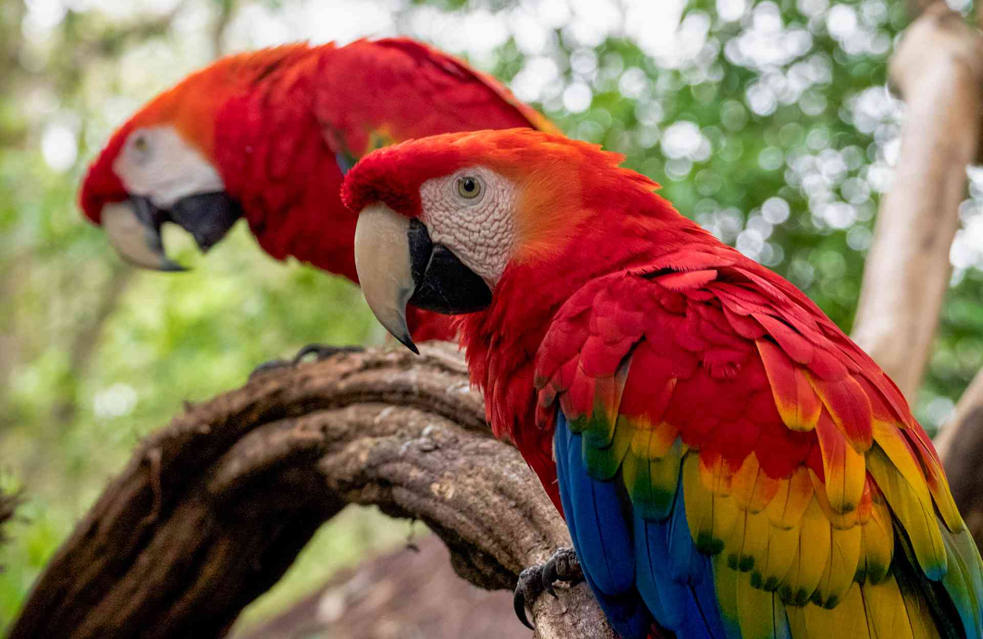 The Bird Sanctuary Rio de Janeiro: a Must-See Bird Paradise | Bunnik Tours