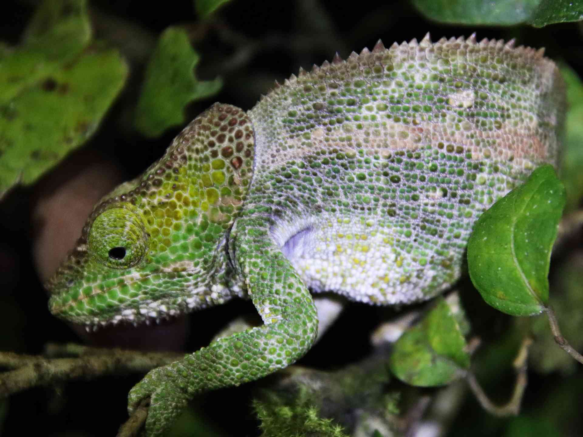 Discover Madagascar | Bunnik Tours