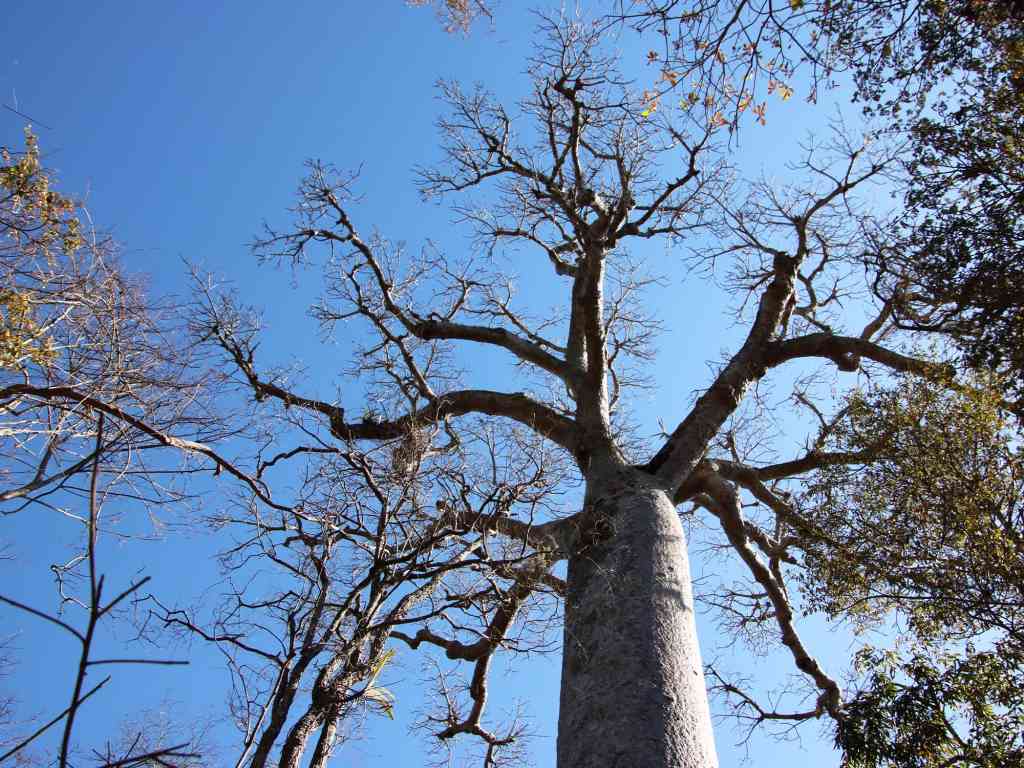 Discover Madagascar | Bunnik Tours