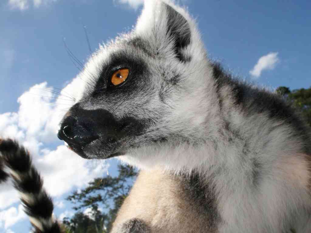 Discover Madagascar | Bunnik Tours